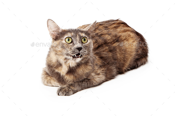 Angry calico cat laying down Stock Photo by GoodFocused | PhotoDune