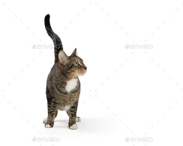 Curious Tabby Cat Facing Forward Looking Side Stock Photo by GoodFocused