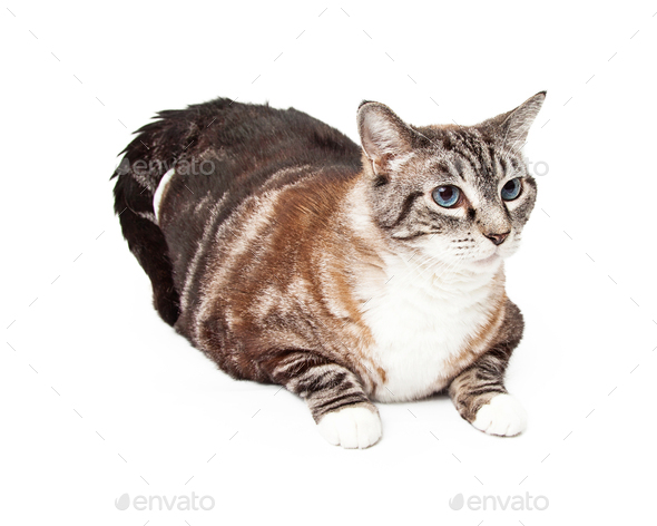 Large Tri-Colored Tabby Cat Laying Stock Photo by GoodFocused | PhotoDune