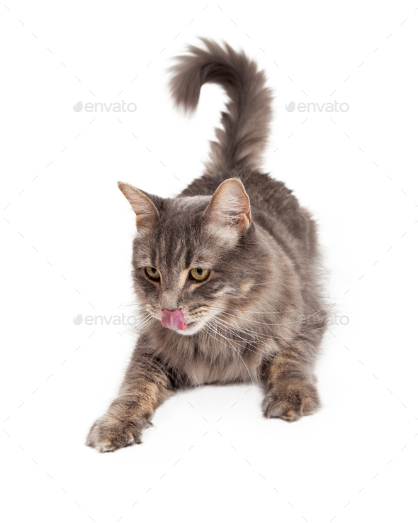 Cute Tabby Cat Licking Lips Stock Photo by GoodFocused | PhotoDune