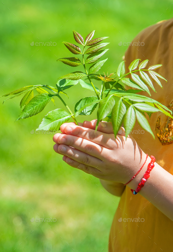 The child is holding a tree in his hands. Selective focus. Stock Photo ...