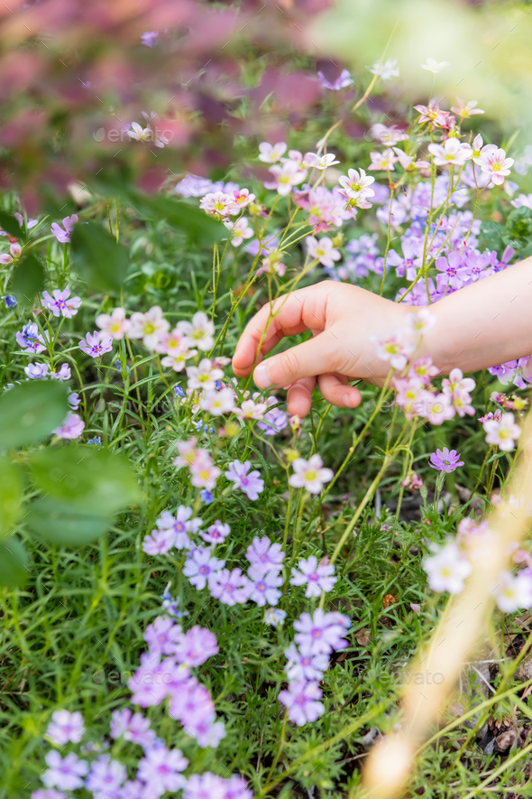 Little boy touching flowers in spring garden Stock Photo by Masson-Simon