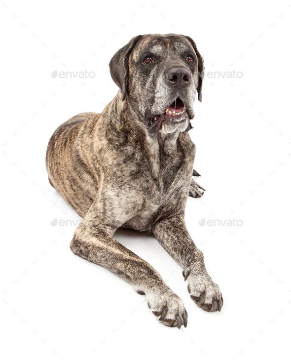 Brindle Mastiff Dog Drooling Stock Photo by GoodFocused | PhotoDune
