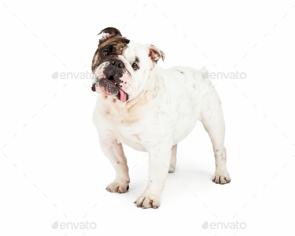 Adorable English Bulldog Standing Stock Photo by GoodFocused | PhotoDune