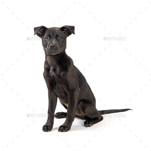 Cute Black Labrador Puppy Sitting Looking Forward Stock Photo by ...