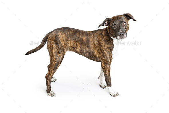 Brindle Boxer Crossbreed Dog Over White Stock Photo by GoodFocused
