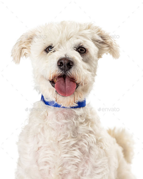 Cute Happy Smiling Poodle Crossbreed Dog Stock Photo by GoodFocused