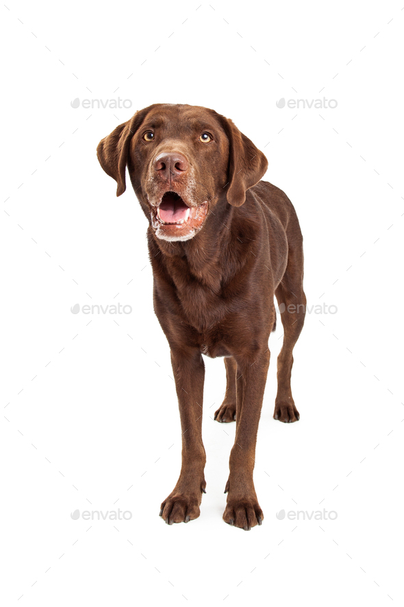 Chocolate Labrador Retriever Dog Standing and Looking Forward Stock ...