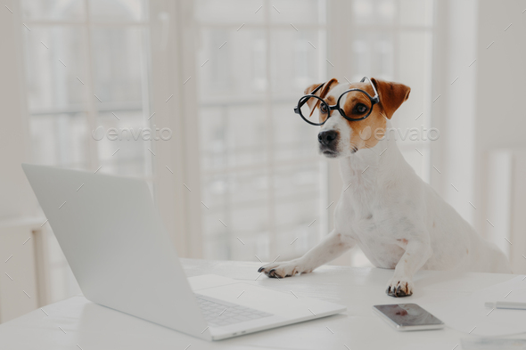Dog wears big round spectacles, busy working at laptop computer, sits ...