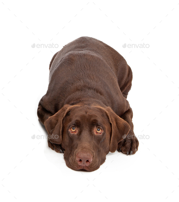 Labrador Retriever Dog With Sad Look Stock Photo by GoodFocused | PhotoDune