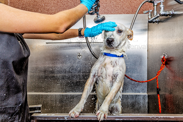 Funny Wet Dog Being Washed by Groomer Stock Photo by GoodFocused ...