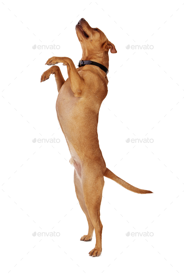Labrador Retriever Crossbreed Standing and Begging Stock Photo by ...