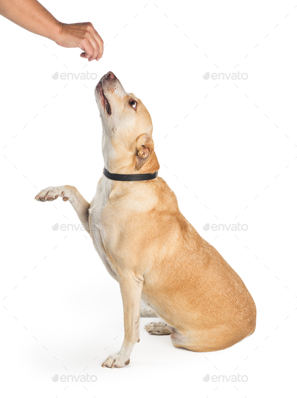 Dog Raising Paw for a Treat Stock Photo by GoodFocused | PhotoDune