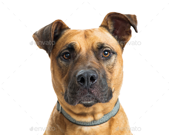 Headshot Big Dog Looking Into Camera Stock Photo by GoodFocused | PhotoDune