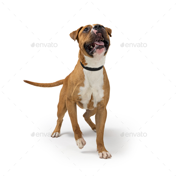 Excited Boxer Dog Walking Forward Looking Up Stock Photo by GoodFocused