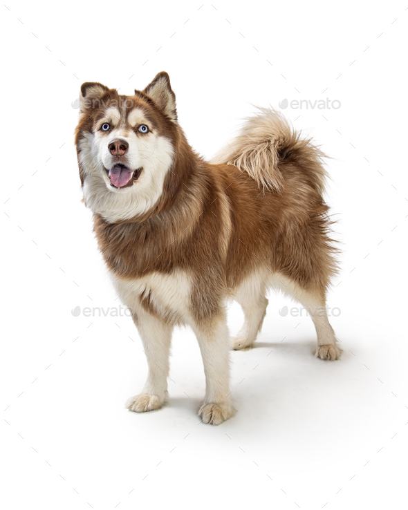 Happy Malamute Dog With Big Smile Stock Photo by GoodFocused | PhotoDune