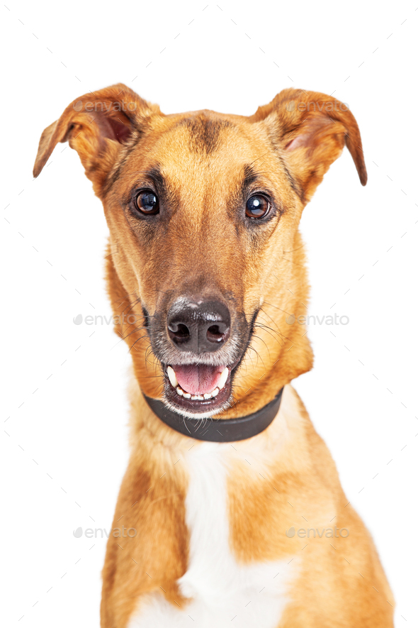 Portrait Happy Smiling Whippet Crossbreed Dog Stock Photo by GoodFocused
