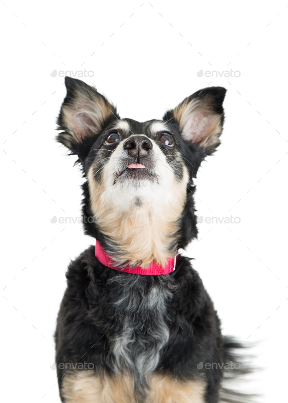 Small Dog Head Up With Copy Space Stock Photo by GoodFocused | PhotoDune