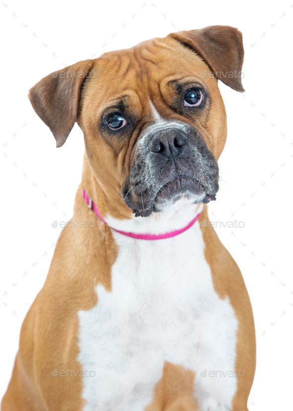 Sad Boxer Dog Closeup Stock Photo by GoodFocused | PhotoDune