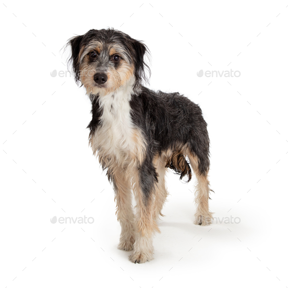 Shaggy Terrier Tri-color Dog Standing on White Stock Photo by GoodFocused