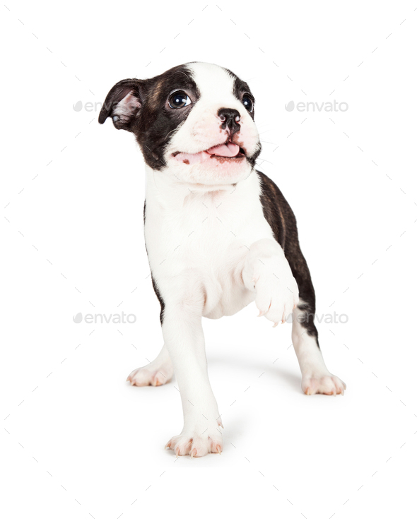 Playful and Happy Puppy Raising Paw Up Stock Photo by GoodFocused ...