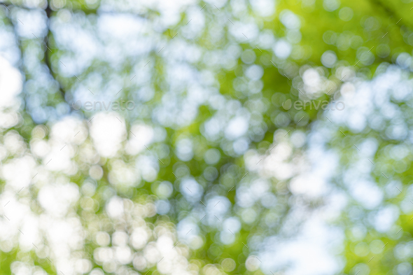 Lush green trees in tropical forest. Nature landscape background. Stock ...