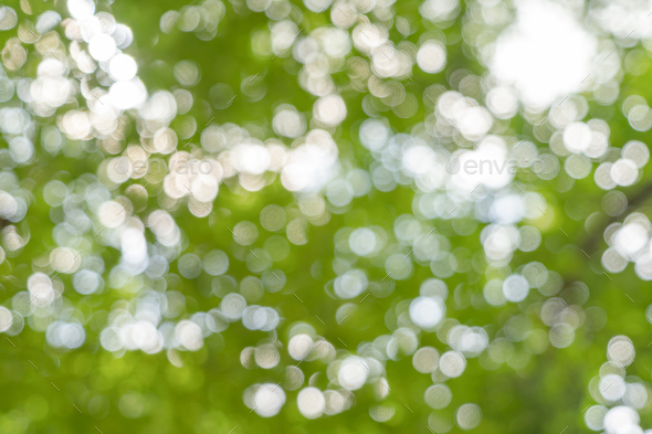 Lush green trees in tropical forest. Nature landscape background. Stock ...