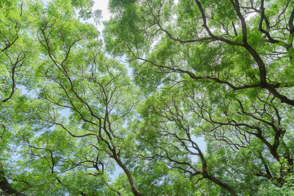 Lush green trees in tropical forest. Nature landscape background. Stock ...