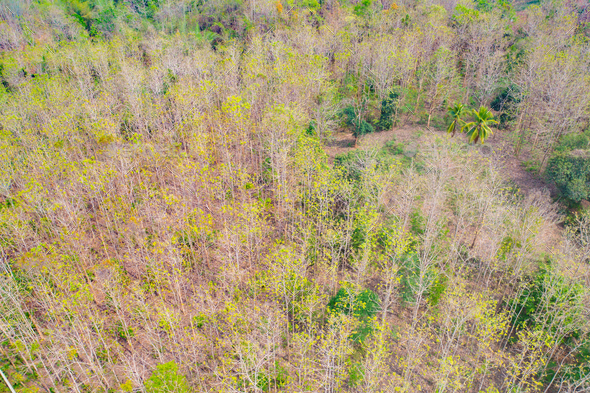 Lush green trees in tropical forest. Nature landscape background. Stock ...