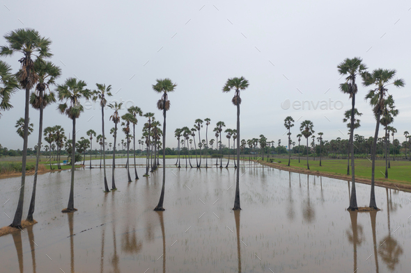 Aerial view of Dong Tan trees in rice field in national park in Sam ...