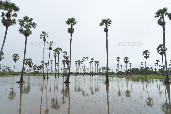 Aerial view of Dong Tan trees in rice field in national park in Sam ...