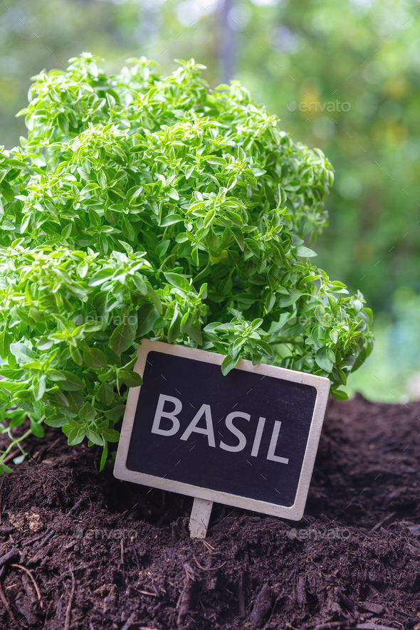 Basil culinary herb, aromatic plant and text label. Great or sweet ...