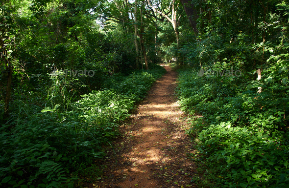Dirt path in the forest Stock Photo by Studio_OMG | PhotoDune