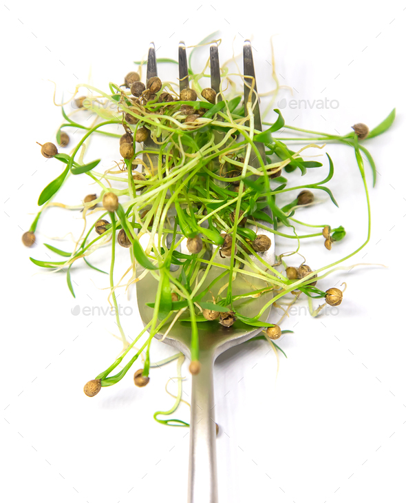 Microgreen coriander isolate on a white background. Selective focus ...
