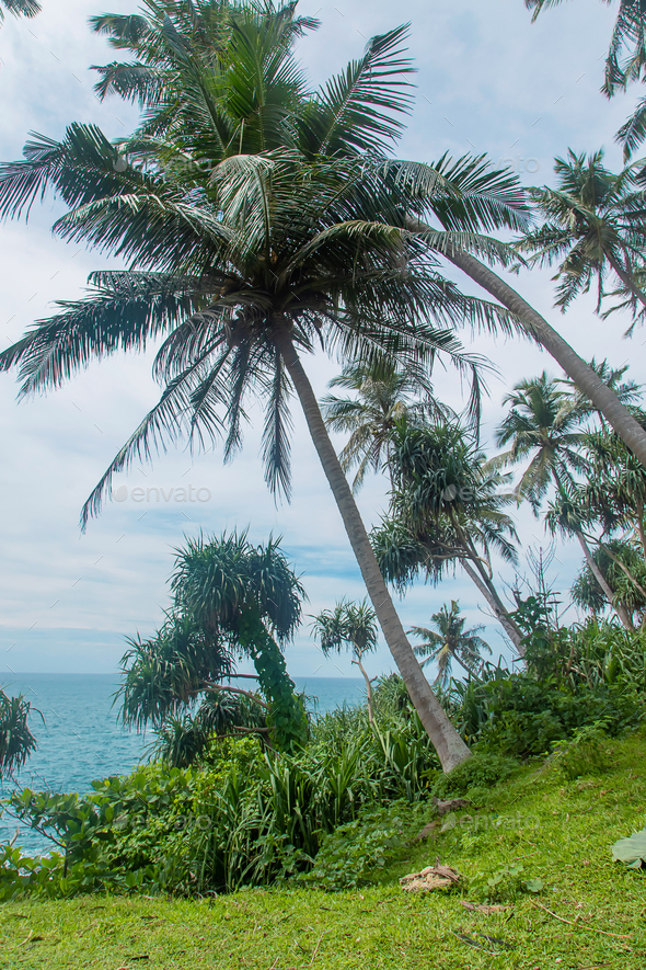 Coconut trees on the island. Selective focus. Stock Photo by yanadjana