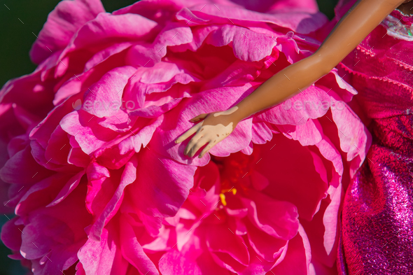 Black female dool hand touching peony flower Stock Photo by Masson-Simon