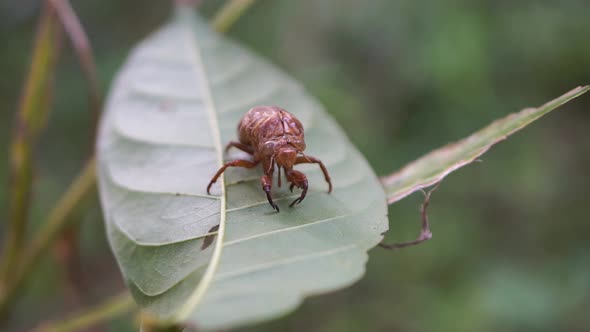 beetle camouflage marks on butterflies, sticking to the green leaves ...