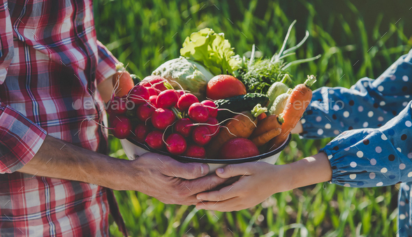 Father and daughter are harvest vegetables from the vegetable garden in ...