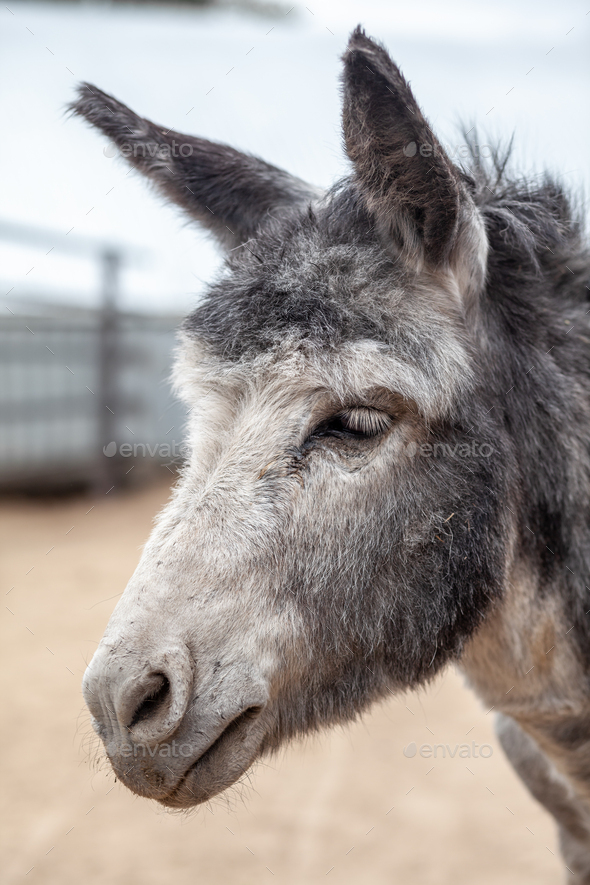 Donkey head close-up at the animal farm. Portrait of a gray donkey ...