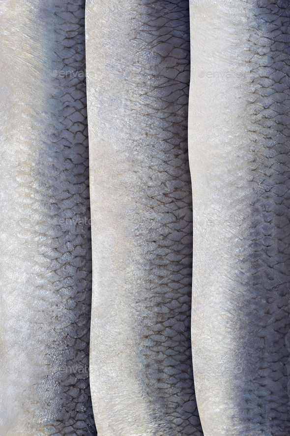 Herring fish skin texture or background. Stock Photo by Ha4ipuri ...