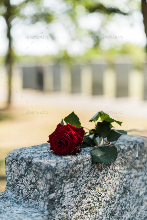 aromatic red rose on concrete tomb in cemetery Stock Photo by ...