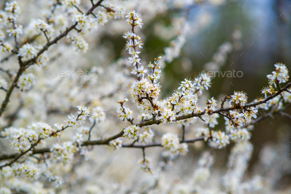 Fruit tree twigs with blooming white and pink petal flowers in spring ...