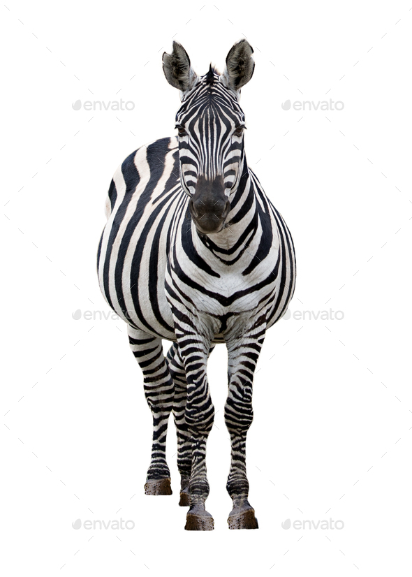 Zebra Facing Forward Extracted Stock Photo by GoodFocused | PhotoDune