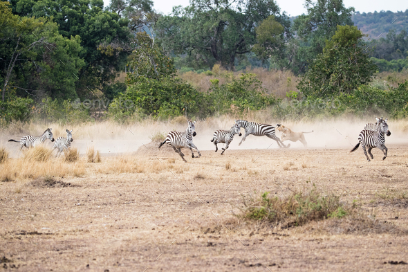 Lioness Chasing Pack of Zebra in Africa Stock Photo by GoodFocused