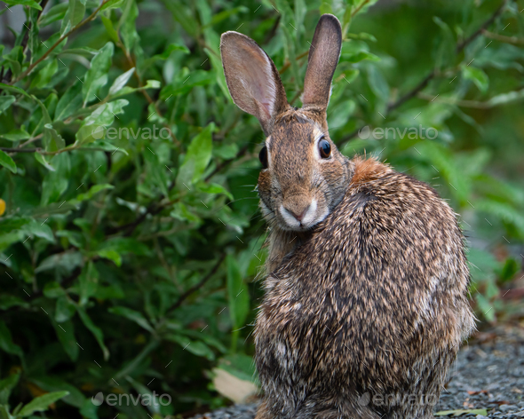 Appalachian Cottontail Rabbit Stock Photo by mattcuda | PhotoDune