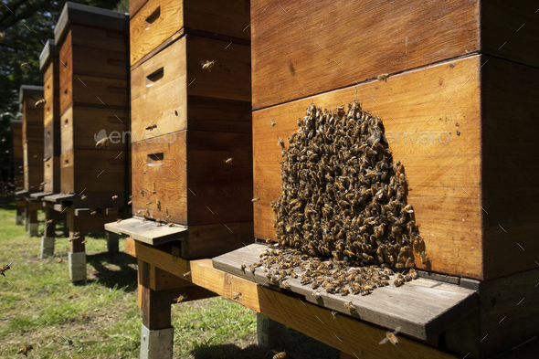 Colony of active western honey bees on a beehive Stock Photo by ...