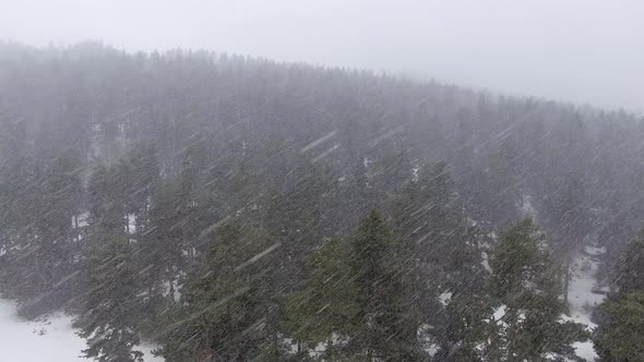 Snowstorm in Strong Windy Weather, Stock Footage | VideoHive