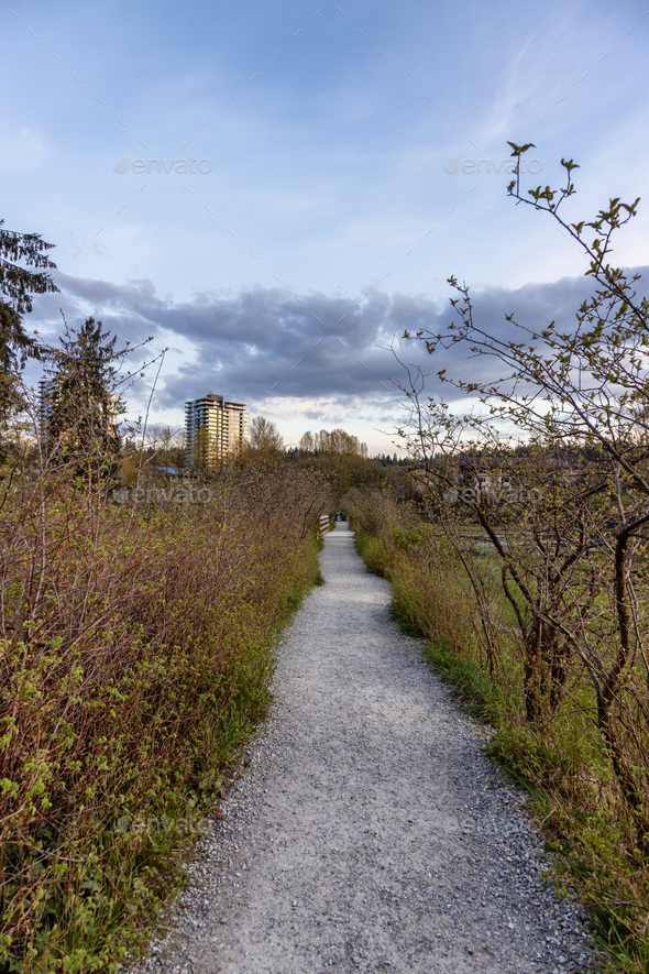 View of a Path in the woods with green fresh trees in Shoreline Trail ...