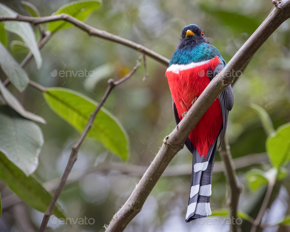 Masked Trogon (Trogon personatus) resting on a diagonal bar high up in ...