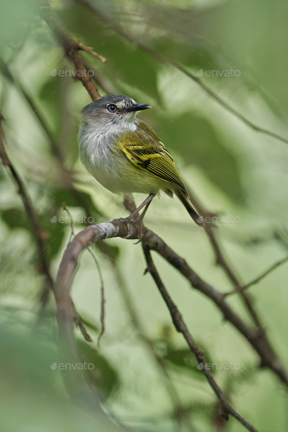 Flycatcher posed on a tiny branch in the woods Stock Photo by ...